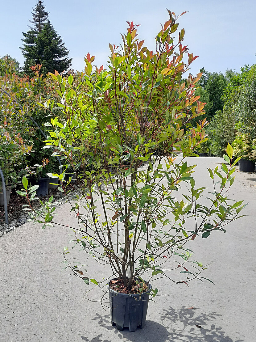 Heckenpflanzen für Profis KW 26 / 2023 - Füllemann Baumschule