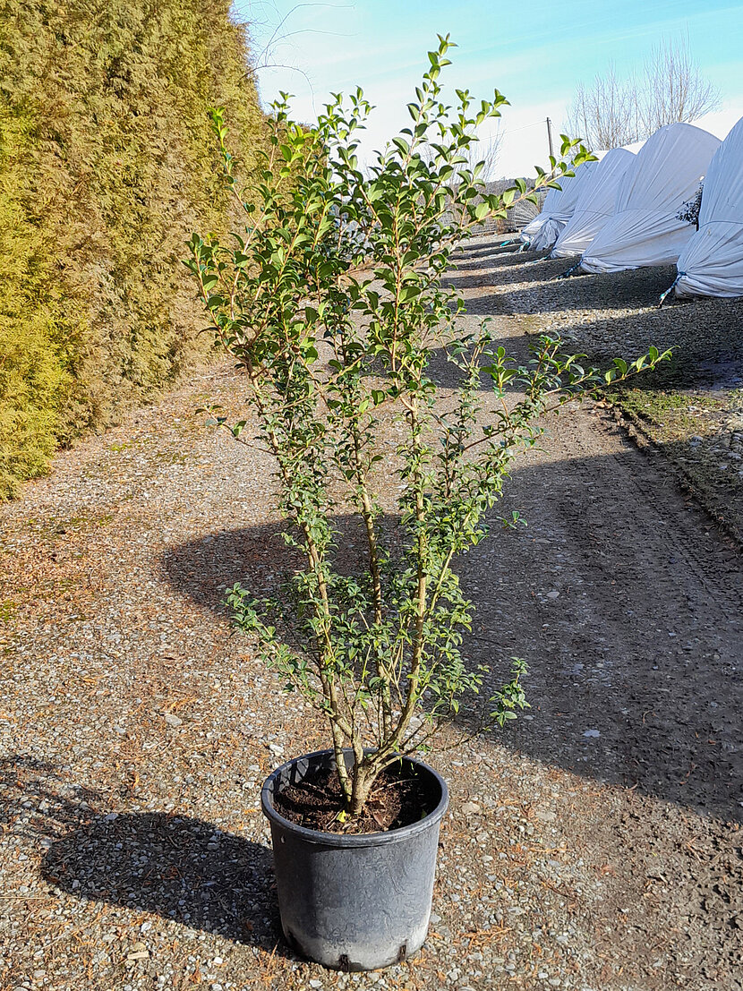 Heckenpflanzen für Profis KW 8 - Füllemann Baumschule
